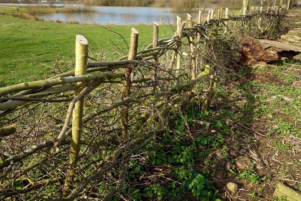 Hedge Laying and Why It’s Important | Domestic and agricultural fencing ...