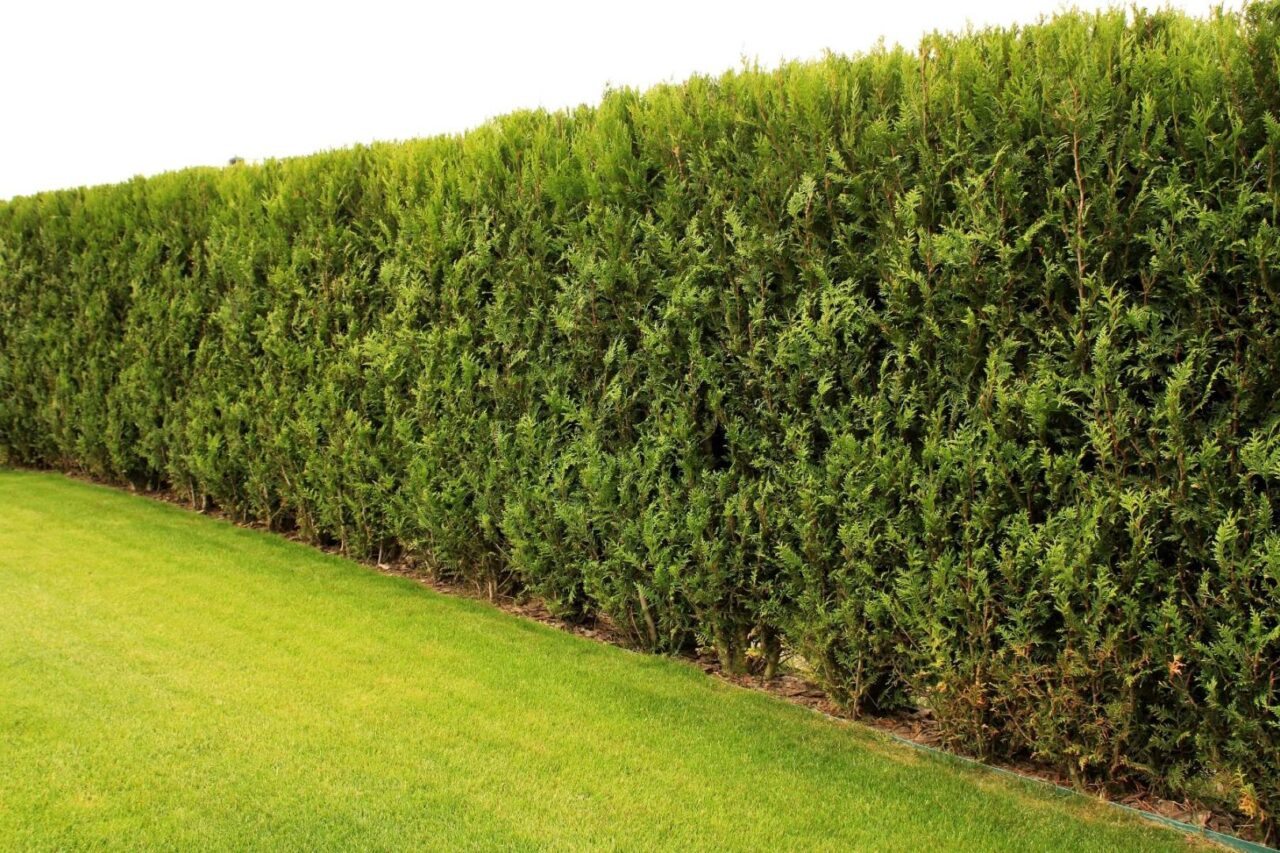 How to Lay Hedging: A Professional Guide - Domestic and agricultural ...