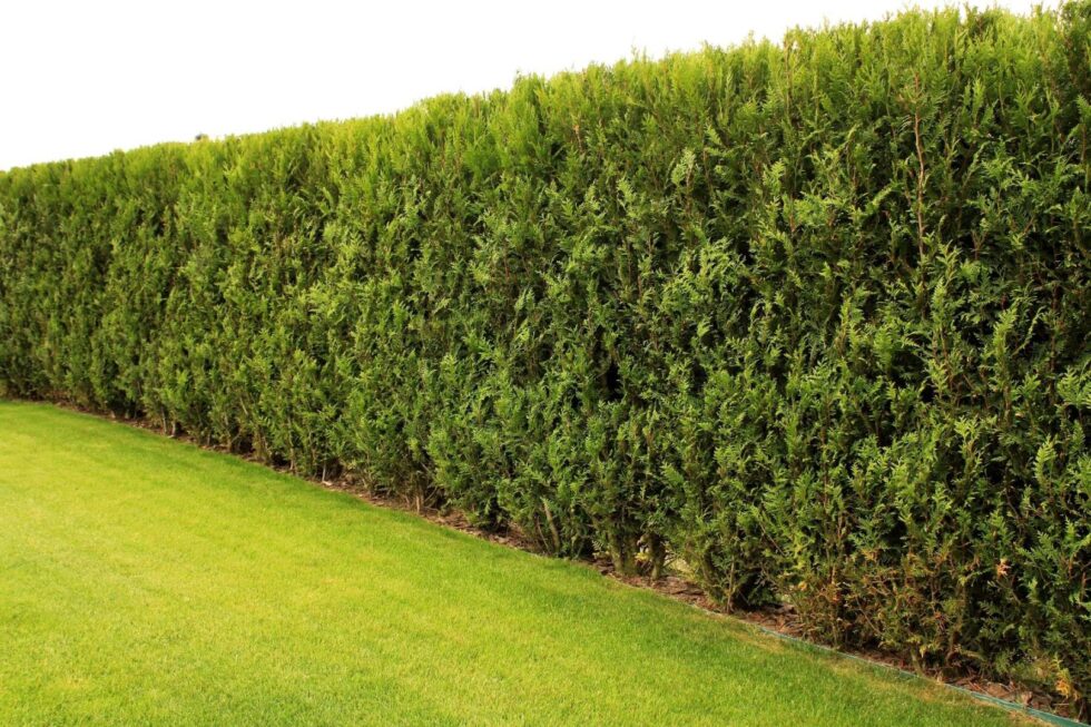 How to Lay Hedging: A Professional Guide - Domestic and agricultural ...